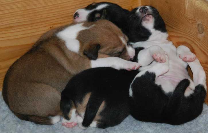 Chihuahua Valper LEKETE LKT 710 Mini (Border Collie Valper)